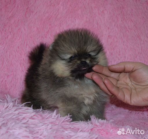 Шпиц