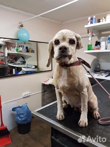 Малышка Ася ищет дом