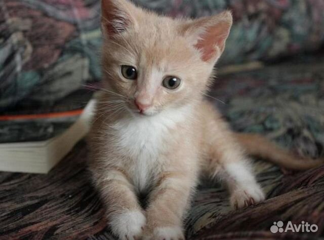 Роскошная, розовая Шкода - плюшевый котенок