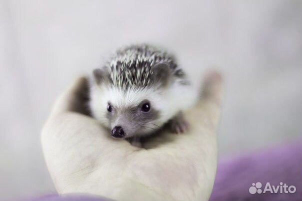 Супер мини ежик девочка