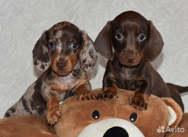 Мраморяшки и кофеюшки мини и кроличьей таксы