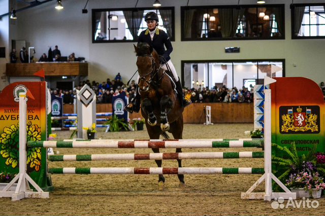 Спортивный конь (жеребец). Вестфальской породы