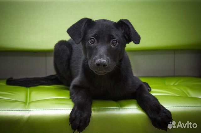 Щенок Жужа в добрые руки