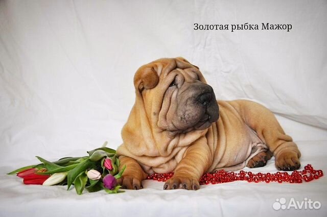 Купить щенка шарпея можно в нашем питомнике