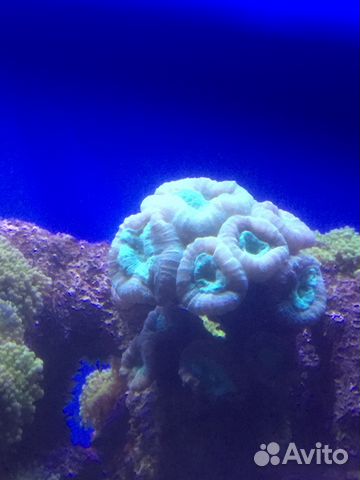 Коралл Кауластерия
