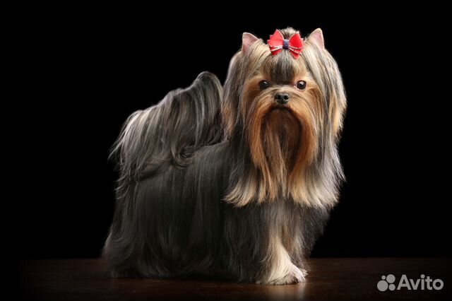 Мега Красивый кавалер йоркширский терьер для вязки