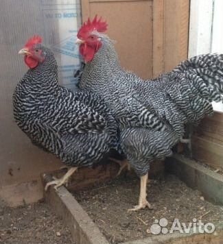Куры несушки молодки. Доминант 4 месяца. Оптом