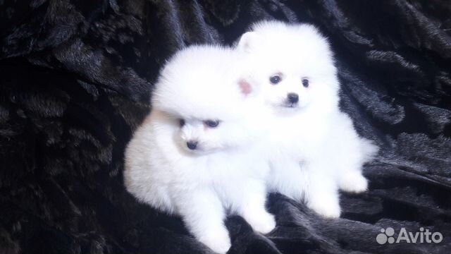 Очень милые, игривые щеночки