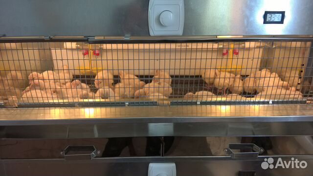 Индюшата, цыплята,цесарята, фазанята,утята, гусята