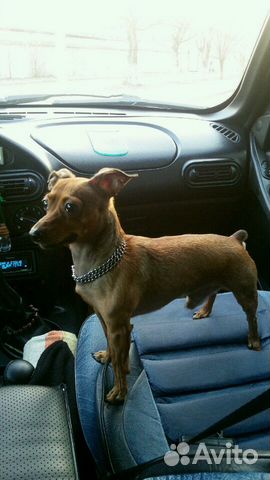 Вязка собак. Порода цвергпинчер