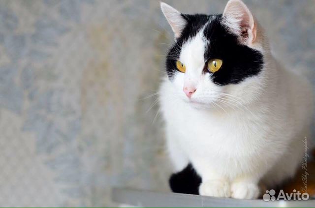 Килька или кошка, которая ищет дом