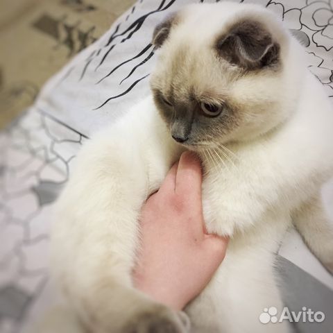 Шотландский вислоухий котик