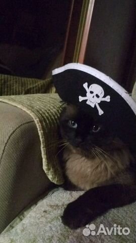Котик на вязку Невская Маскарадная