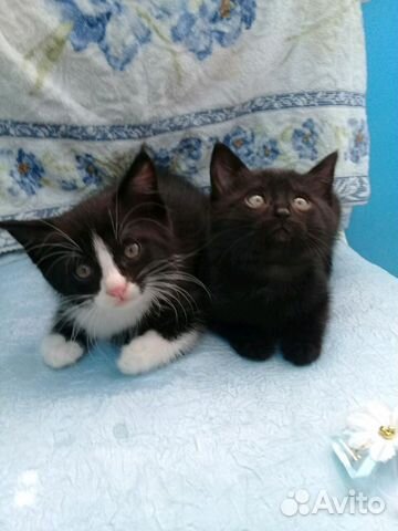Малютки-котята мальчик и девочка 1,5 мес