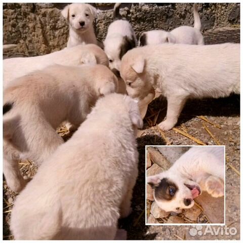 Пушистые крем-брюлейки 1,5 мес