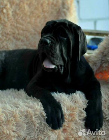 Роскошная девица