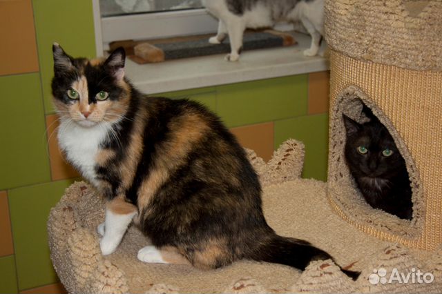 Невероятной красоты трёхцветная кошка Шерри в дар