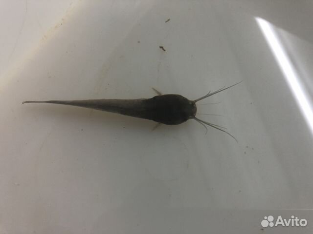 Клариевый сом малек