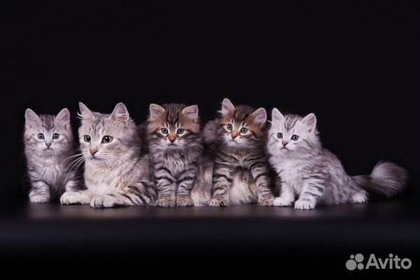 Сибирские котята