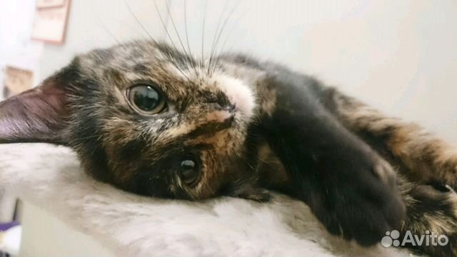 Кошечка-черепашка, 10месяцев