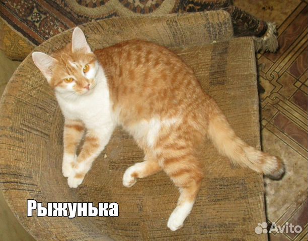 Рыжунька Нюша в добрые руки