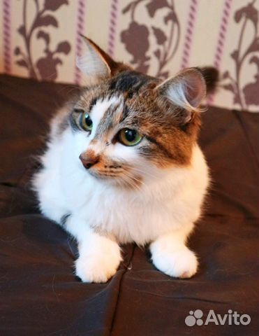 Особенная кошечка по имени Ириска