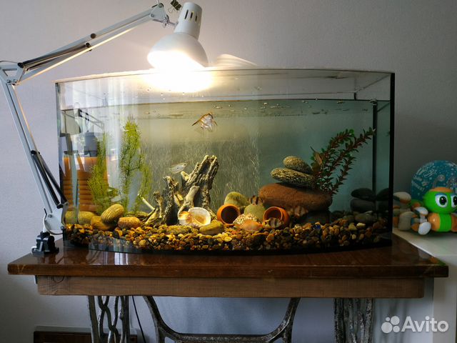 Аквариум панорамный 100 л с рыбками