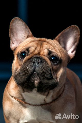 Вязка Французский бульдог
