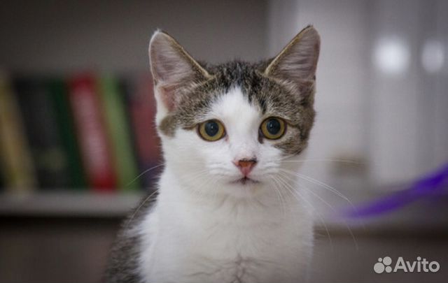 Котенок в дар