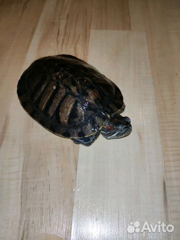 Красноухие черепахи