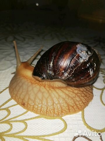 Продаю улиток ахатин