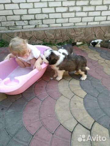 Мопсик,франц.бульдог и кане корсо