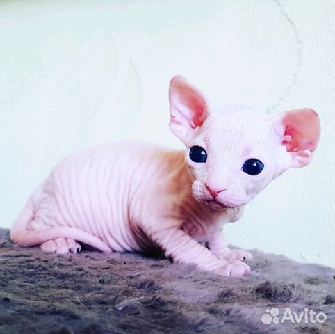 Девочка канадский сфинкс-эльф