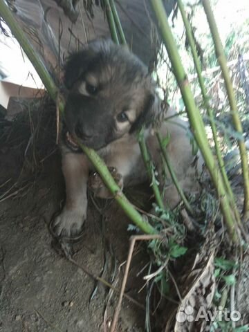 Пушистики в добрые ручки