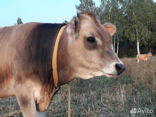 Бычок джерсейский