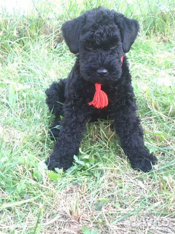 Щенок Керри Блю Терьера