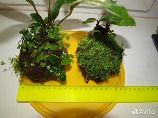 Вабикуса композиция из живых аквариумных растений