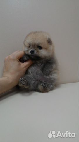 Шпицы мальчики, Обмен