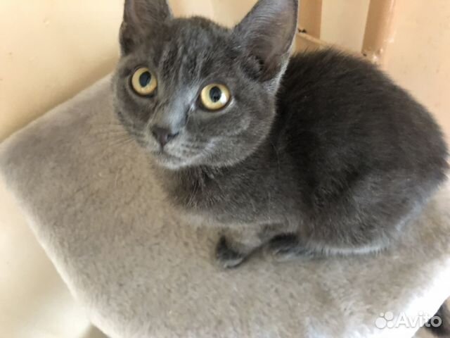 Котёнок британца