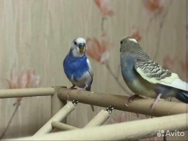 Пара волнистиков с клеткой