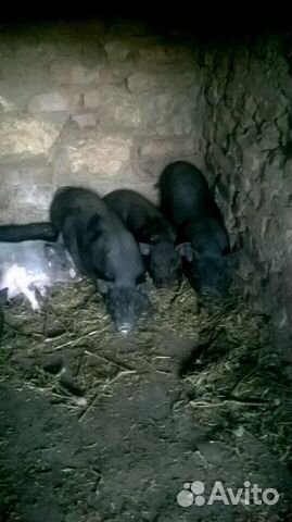 Вьетнамские вислобрюхие поросята