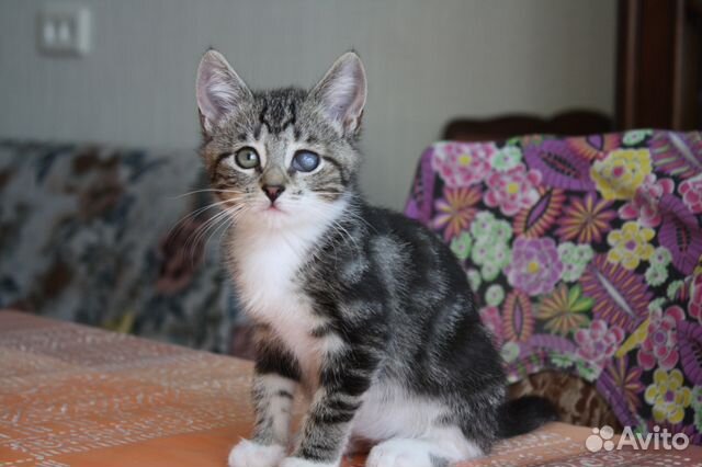 Котёнок Евражка ищет семью