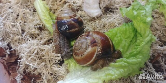 Виноградная улитка