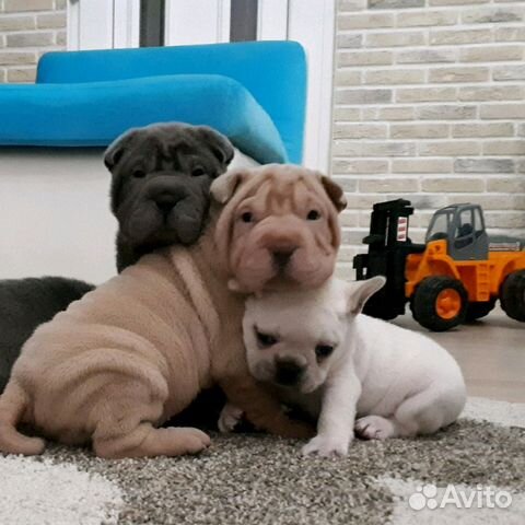 Шар-пей мальчики и девочки