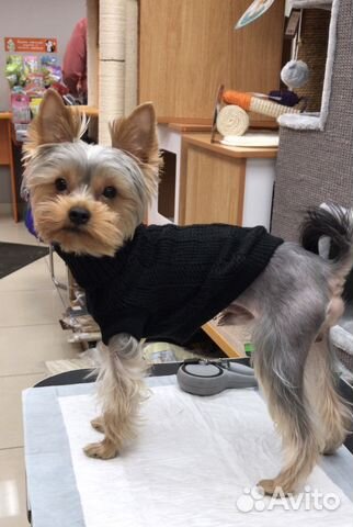 Вязка Йорка