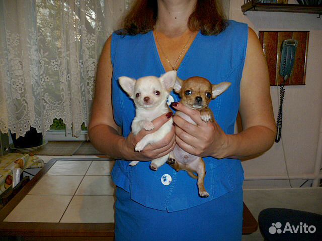 Гошка рыжий озорник