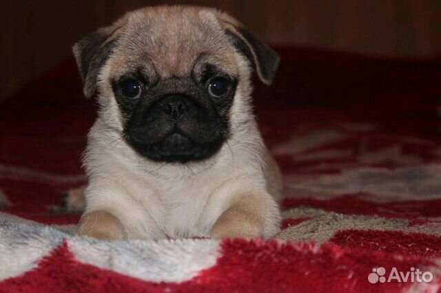 Щенок мопса