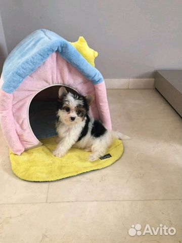 Бивер, Йорк, Той, Шпиц