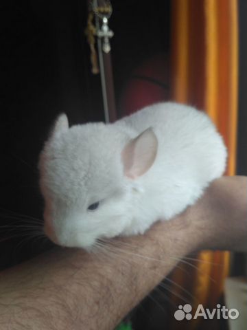 Шиншилла
