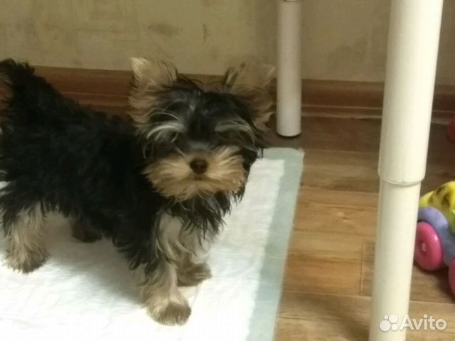 Йоркширский терьер